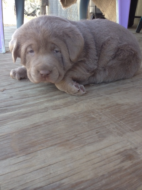 Silver Lab Retriever Puppies for Sale | Silver and Charcoal Kennels