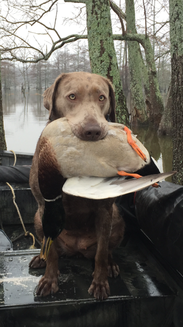 Labrador Retriever Puppies: Females | Silver and Charcoal Kennels