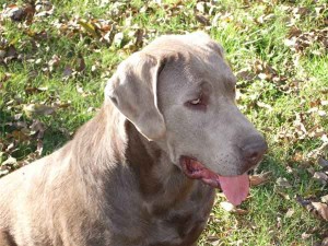Silver & Charcoal Male Labrador Retrievers | Silver and Charcoal Kennels