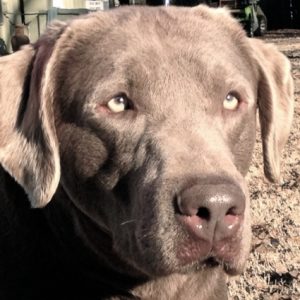 Silver & Charcoal Male Labrador Retrievers | Silver and Charcoal Kennels