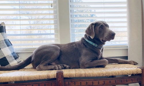 Silver Lab Puppies for Sale by Breeders at Silver and Charcoal Kennels