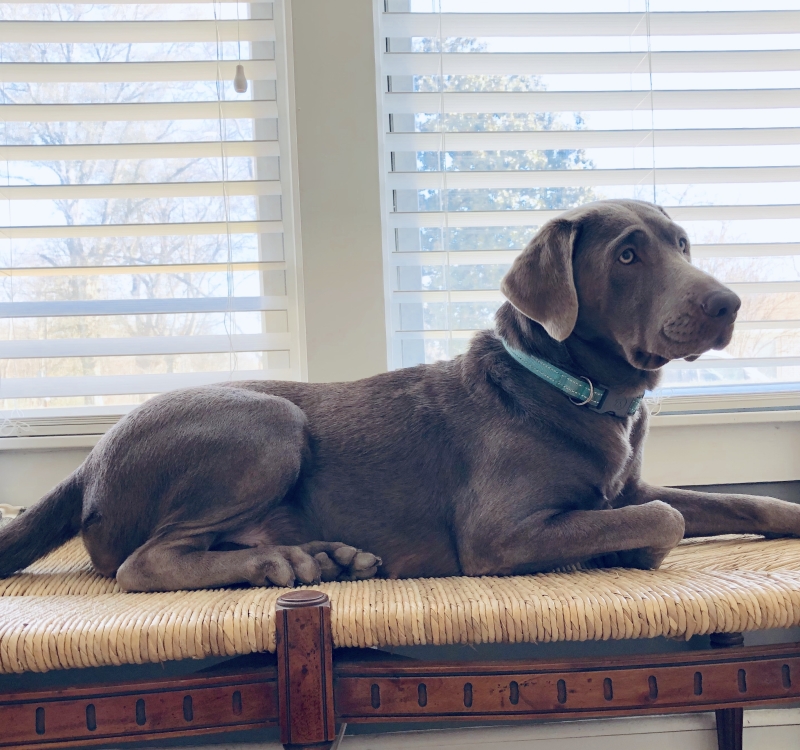 Silver Lab Puppies for Sale by Breeders at Silver and Charcoal Kennels