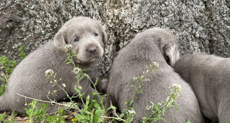 Silver Lab Puppies for Sale by Breeders at Silver and Charcoal Kennels