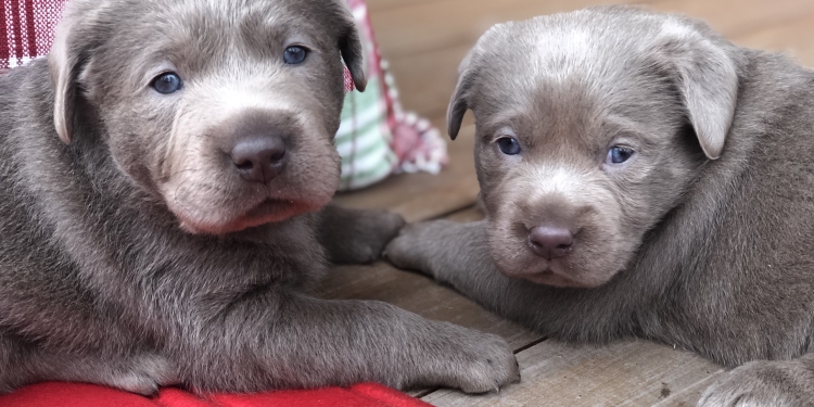 Silver Lab Puppies for Sale by Breeders at Silver and Charcoal Kennels