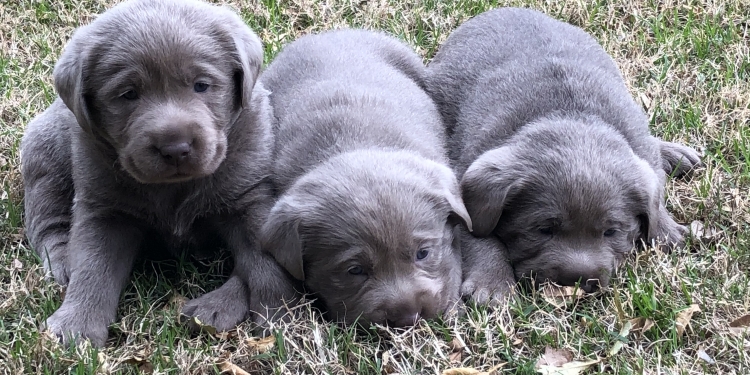 Silver Lab Puppies for Sale by Breeders at Silver and Charcoal Kennels
