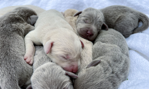 Silver Lab Puppies for Sale by Breeders at Silver and Charcoal Kennels