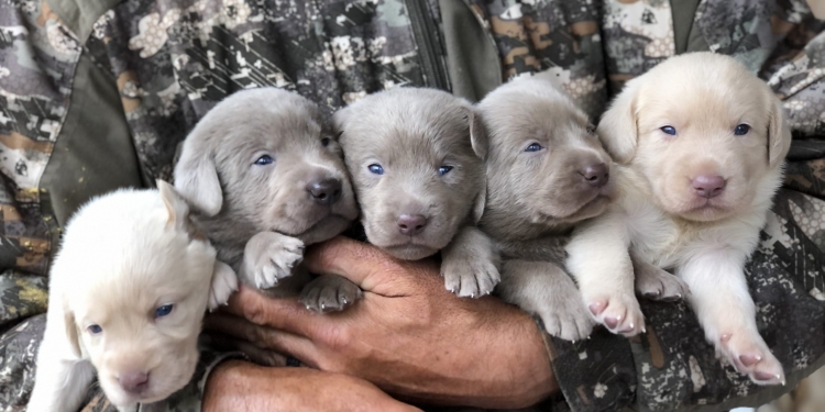 Silver Lab Puppies for Sale by Breeders at Silver and Charcoal Kennels