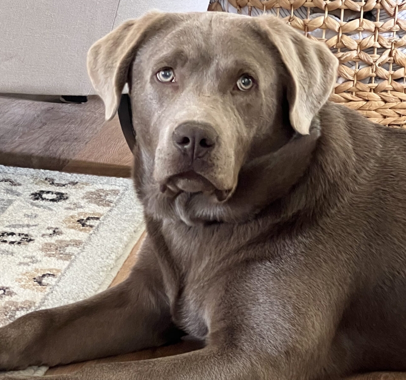 Silver Lab Puppies for Sale by Breeders at Silver and Charcoal Kennels