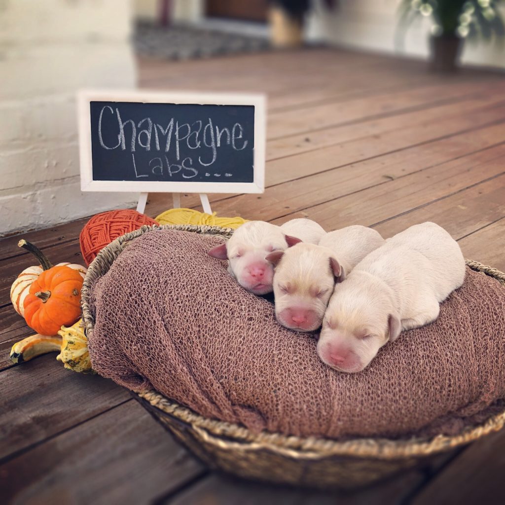 Champagne Lab Puppies for Sale | Silver and Charcoal Kennels