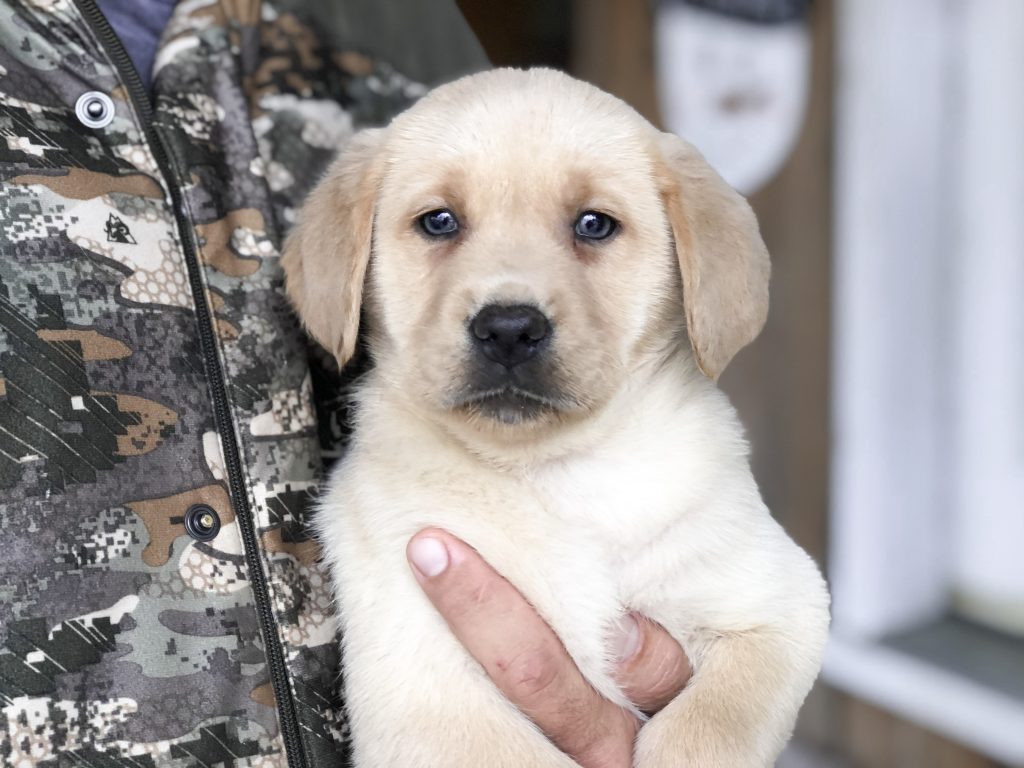 Champagne Lab Puppies for Sale | Silver and Charcoal Kennels