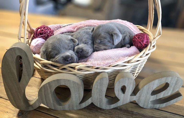 Silver Lab Retriever Puppies for Sale | Silver and Charcoal Kennels