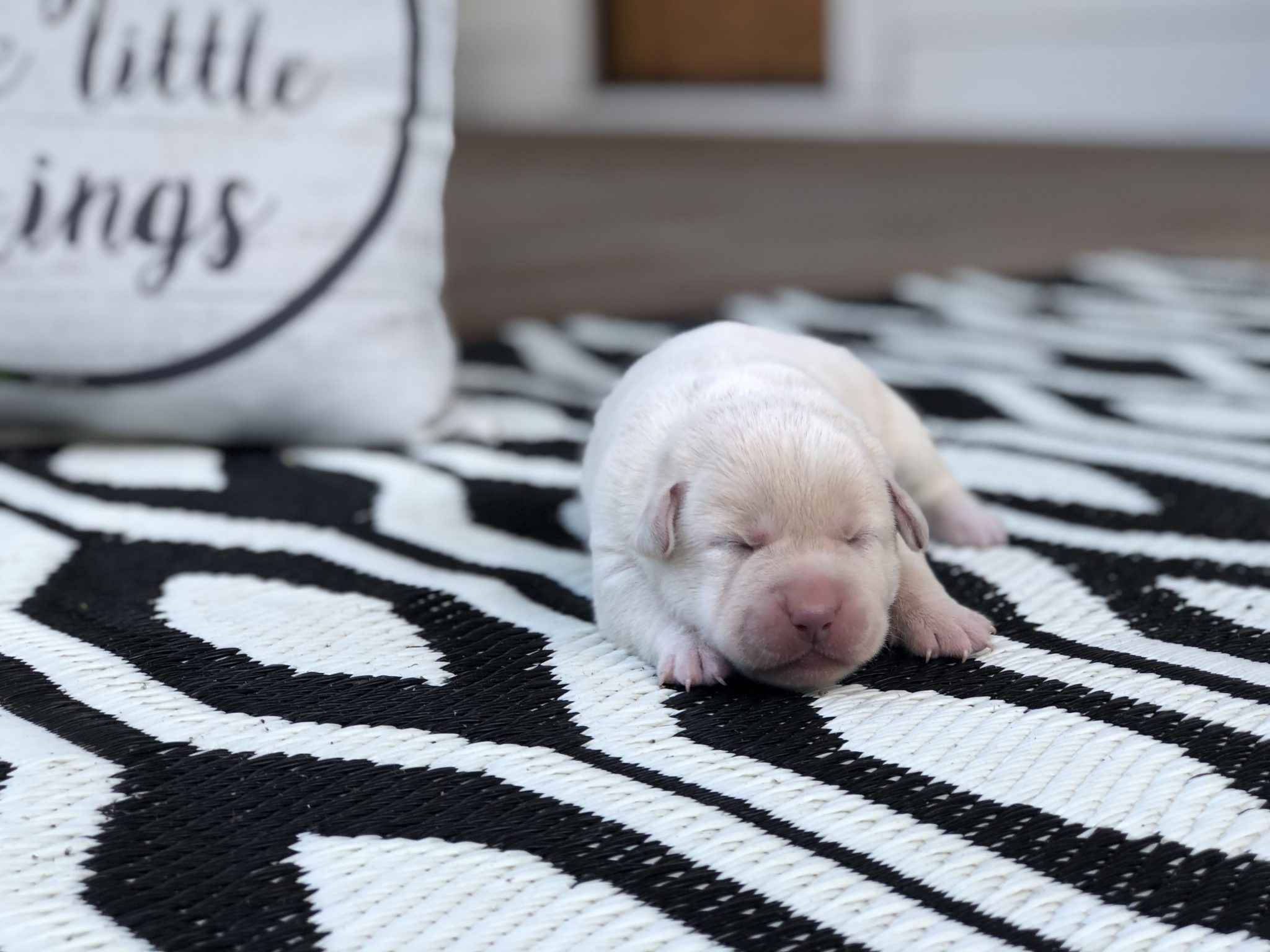 Champagne Lab Puppies for Sale | Silver and Charcoal Kennels