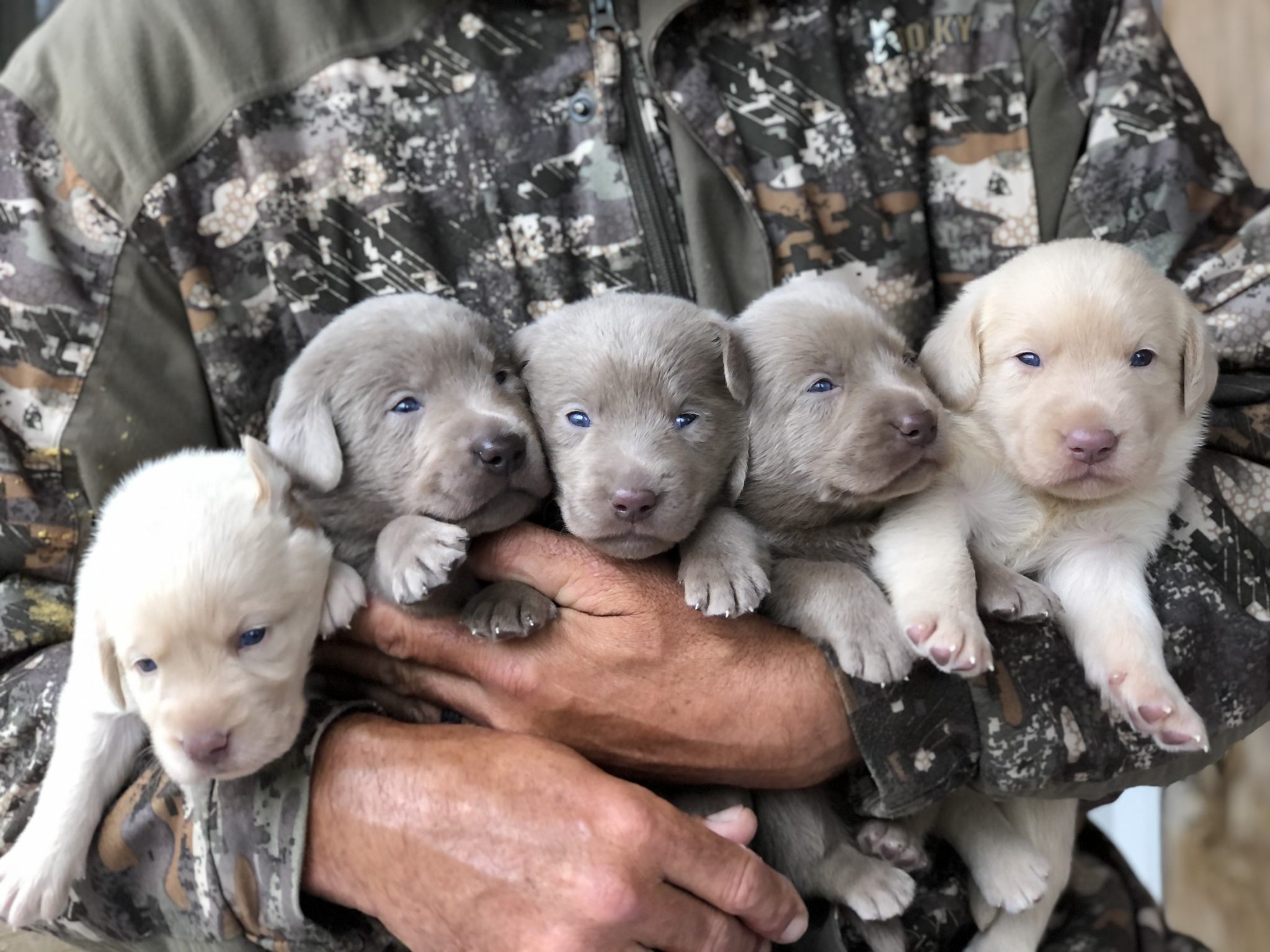 Silver Lab Retriever Puppies for Sale | Silver and Charcoal Kennels