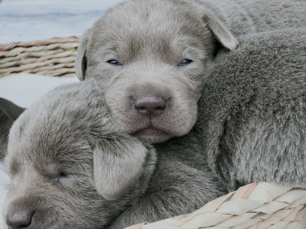 Silver Labrador Retriever Puppies for Sale | Silver and Charcoal Kennels