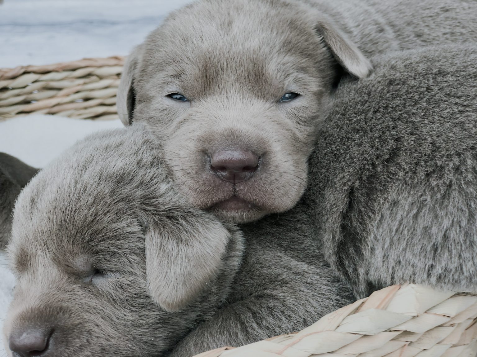 Silver Lab Retriever Puppies for Sale | Silver and Charcoal Kennels