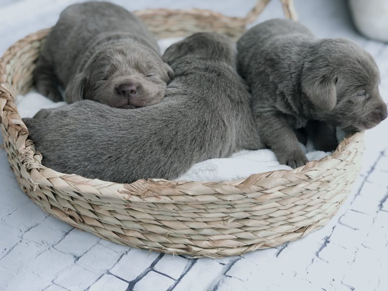Silver Lab Retriever Puppies for Sale | Silver and Charcoal Kennels