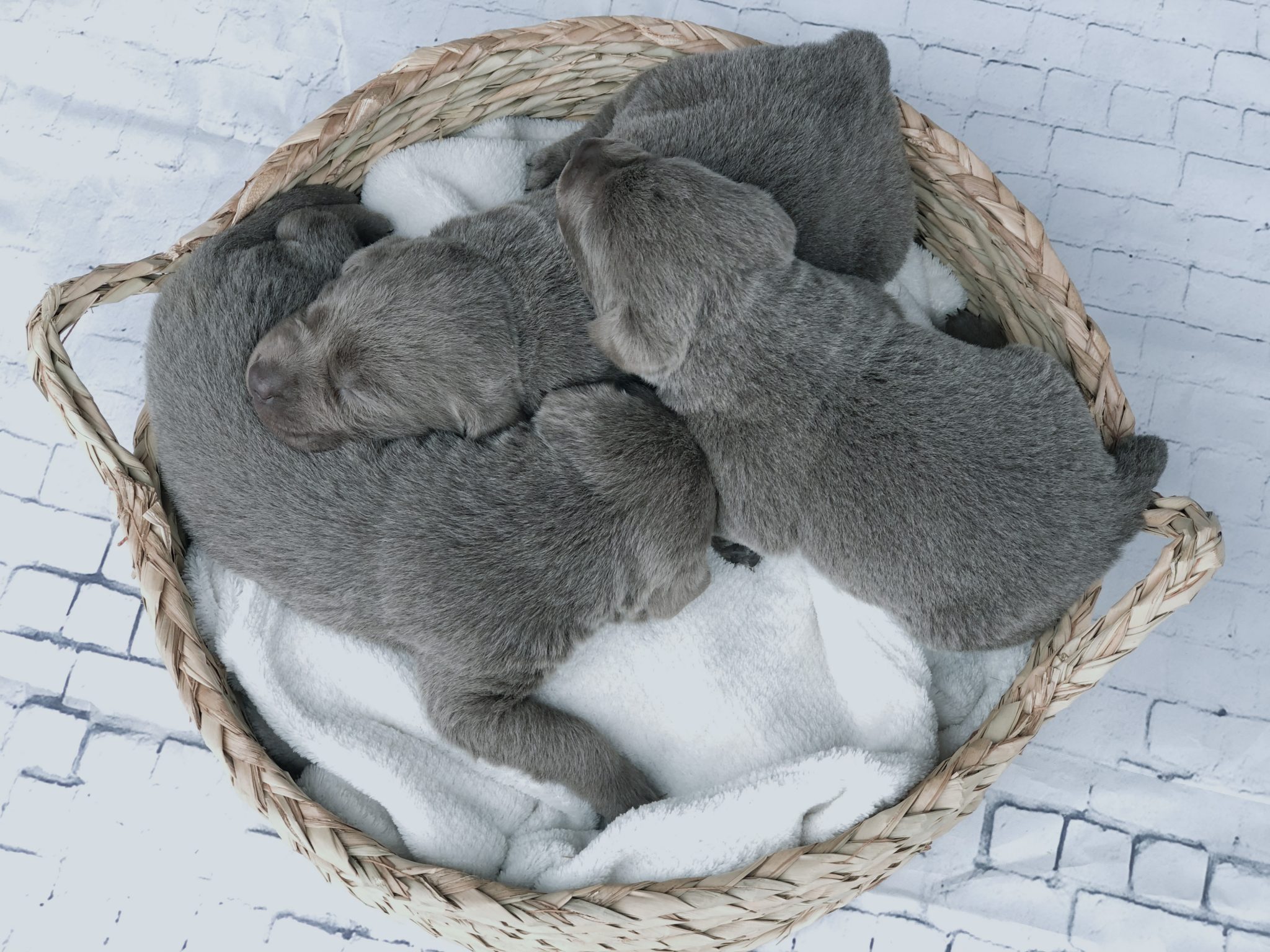 Silver Lab Retriever Puppies for Sale | Silver and Charcoal Kennels