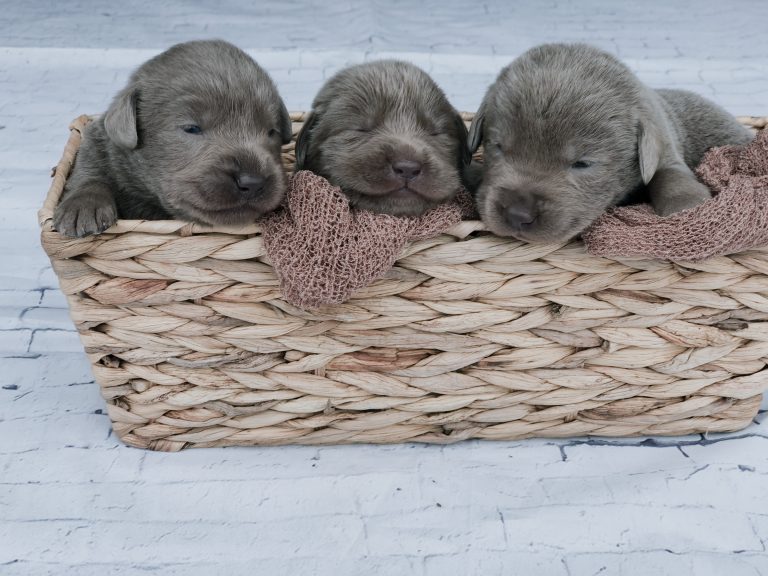 Silver Labrador Retriever Puppies for Sale | Silver and Charcoal Kennels