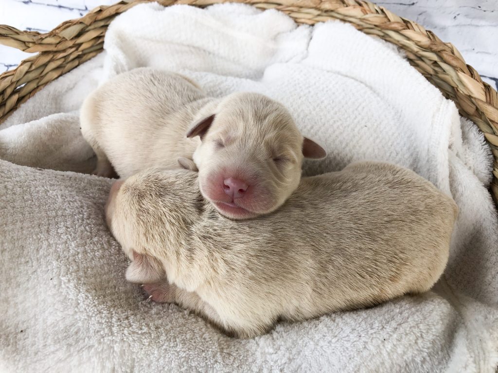 Champagne Lab Puppies for Sale | Silver and Charcoal Kennels