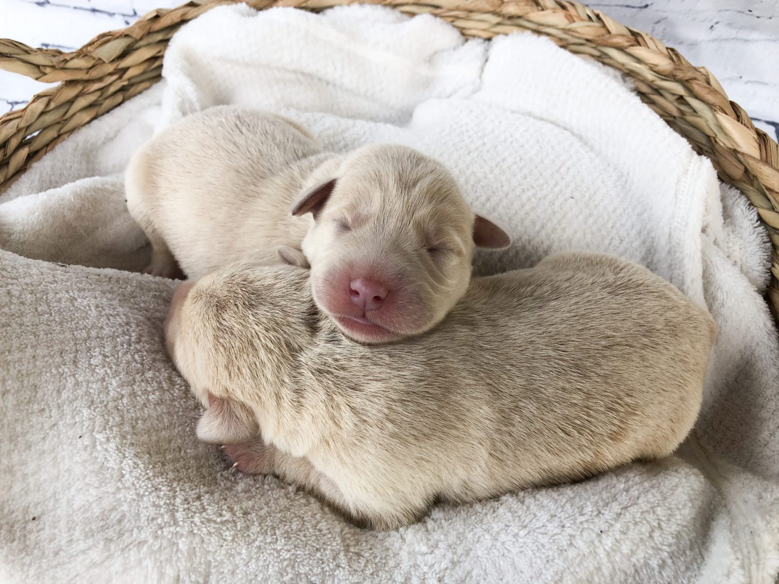 Champagne Lab Puppies for Sale | Silver and Charcoal Kennels