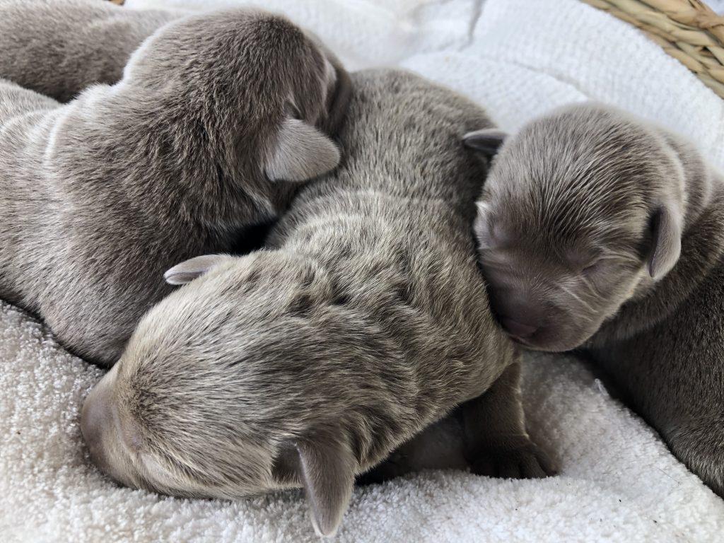 Silver Labrador Retriever Puppies for Sale | Silver and Charcoal Kennels