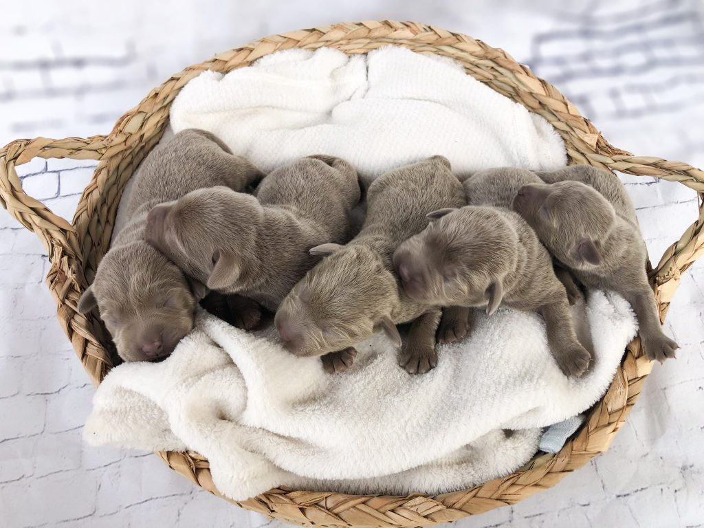 Silver Labrador Retriever Puppies for Sale | Silver and Charcoal Kennels