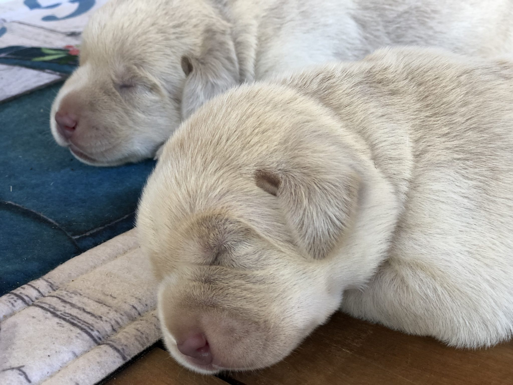 Champagne Lab Puppies for Sale | Silver and Charcoal Kennels