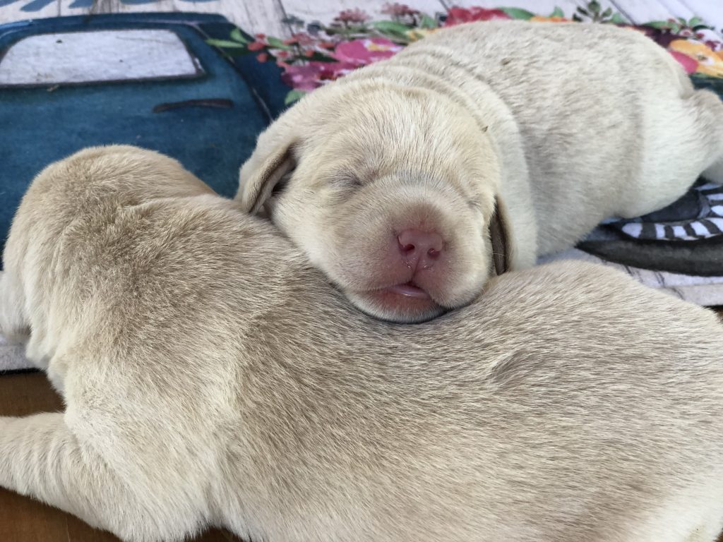 Champagne Lab Puppies for Sale | Silver and Charcoal Kennels