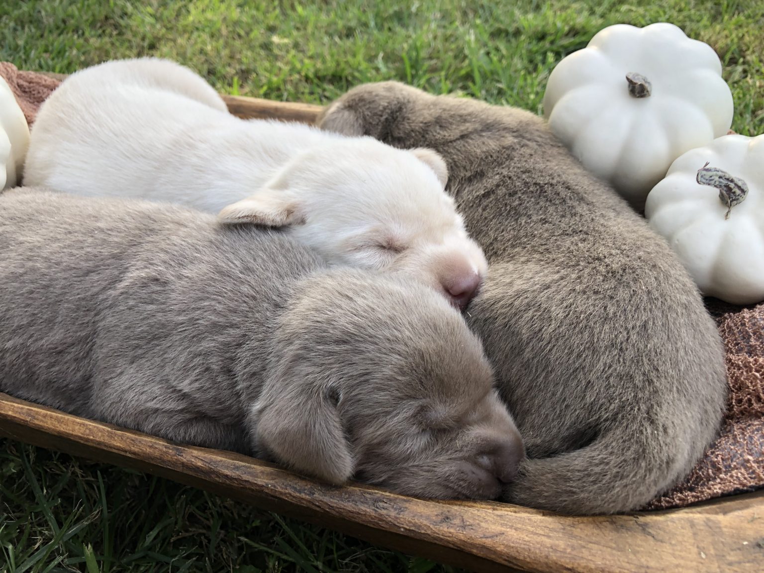 Silver Labrador Retriever Puppies for Sale | Silver and Charcoal Kennels