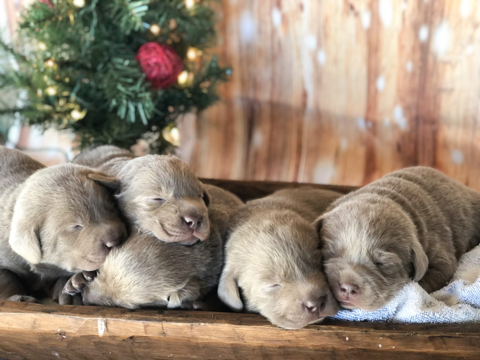 Silver Lab Retriever Puppies for Sale | Silver and Charcoal Kennels