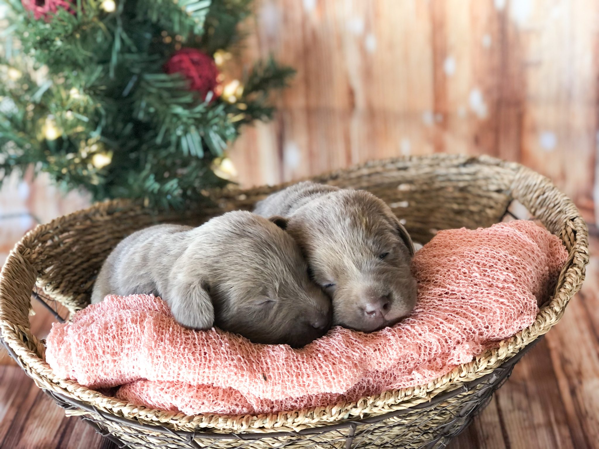 Silver Labrador Retriever Puppies for Sale | Silver and Charcoal Kennels