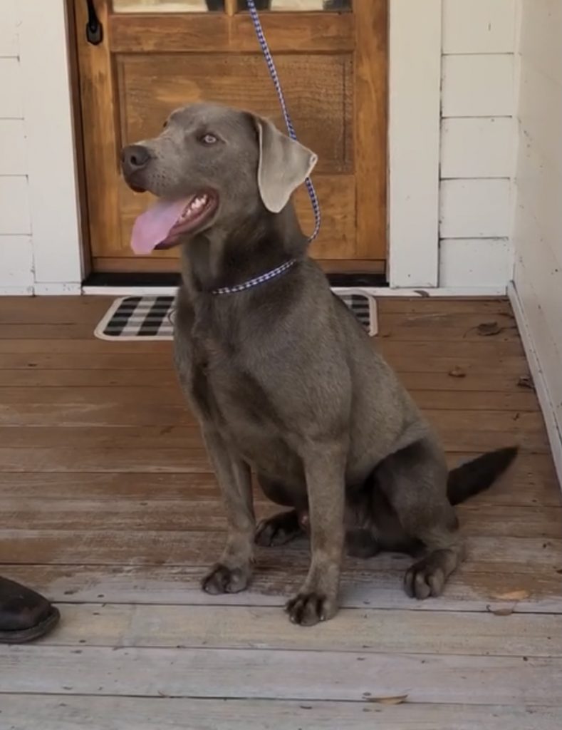 Silver & Charcoal Male Labrador Retrievers | Silver and Charcoal Kennels