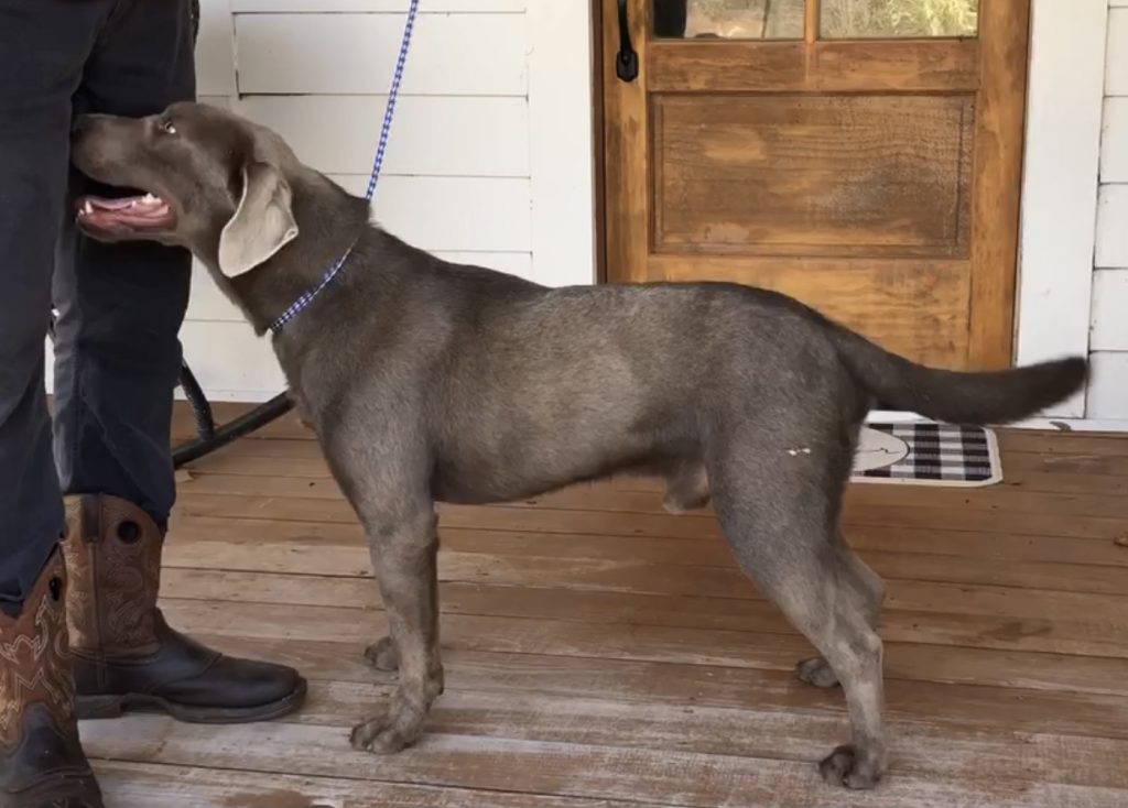 Silver & Charcoal Male Labrador Retrievers | Silver and Charcoal Kennels