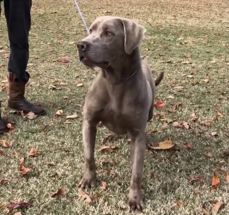 Silver & Charcoal Male Labrador Retrievers | Silver and Charcoal Kennels