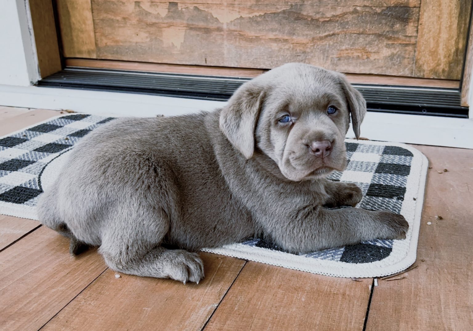 Silver Labrador Retriever Puppies for Sale | Silver and Charcoal Kennels