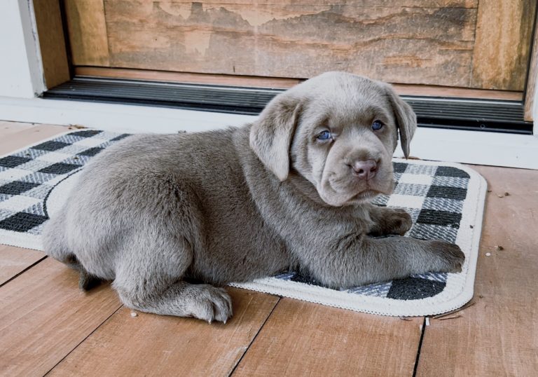 Silver Labrador Retriever Puppies for Sale | Silver and Charcoal Kennels