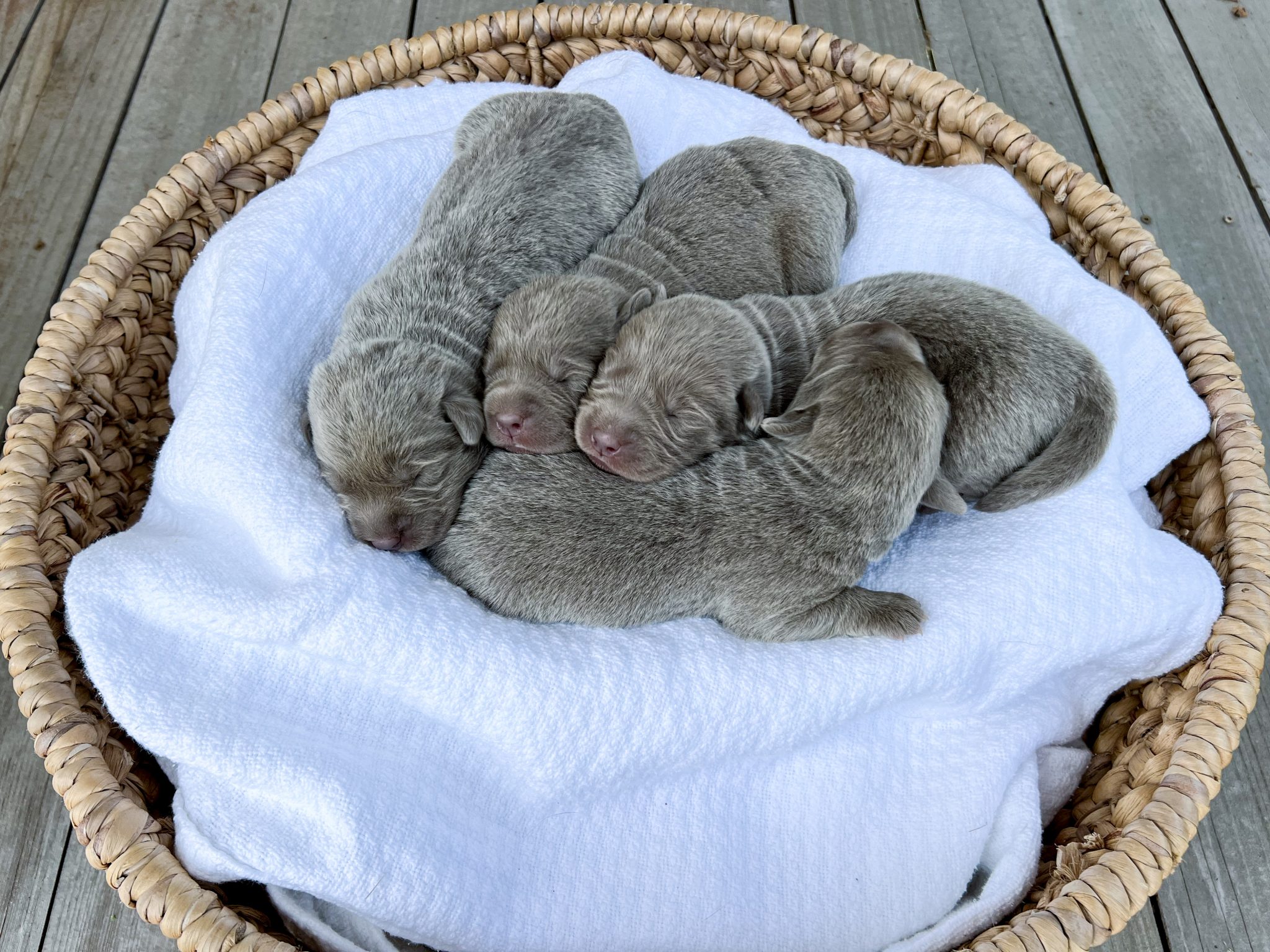 Silver Labrador Retriever Puppies for Sale | Silver and Charcoal Kennels