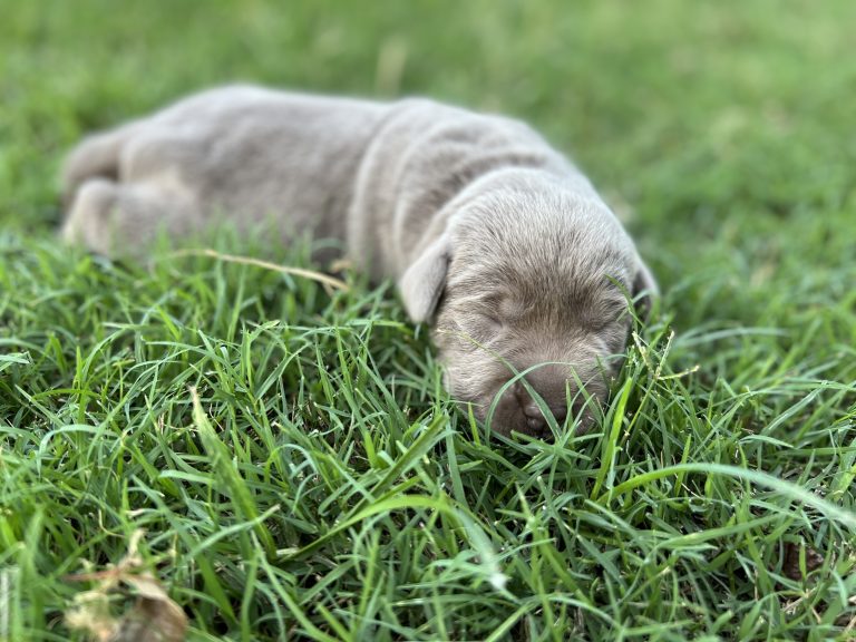 Silver Labrador Retriever Puppies for Sale | Silver and Charcoal Kennels