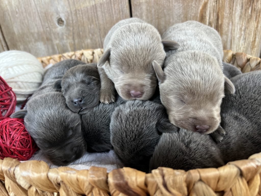 Silver Labrador Retriever Puppies for Sale | Silver and Charcoal Kennels