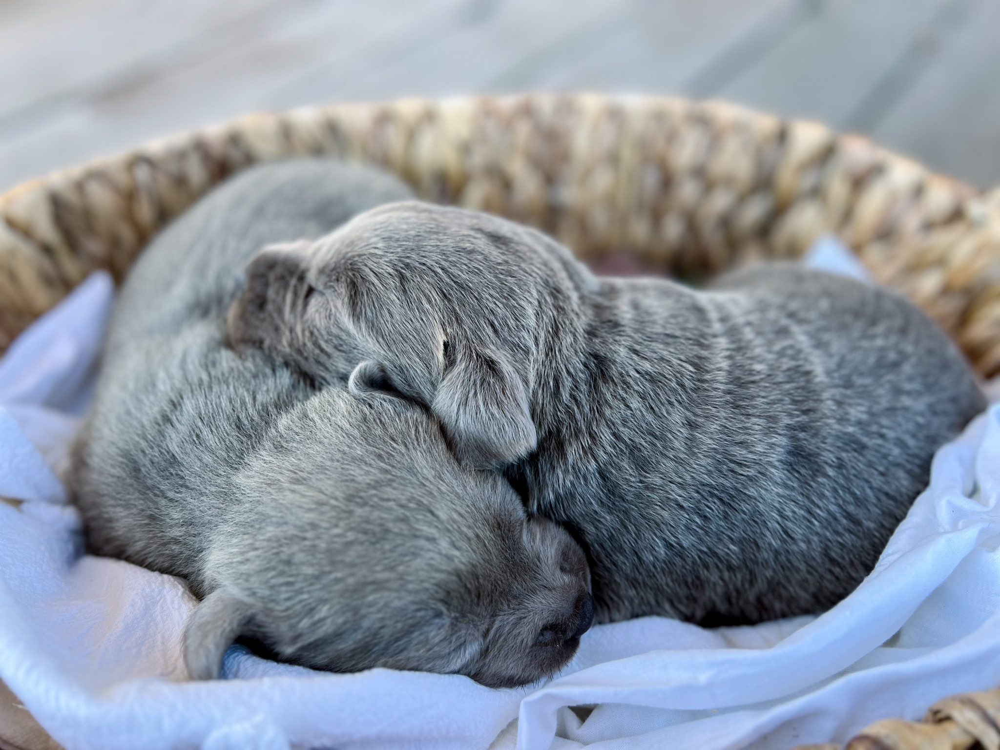Silver Labrador Retriever Puppies for Sale | Silver and Charcoal Kennels