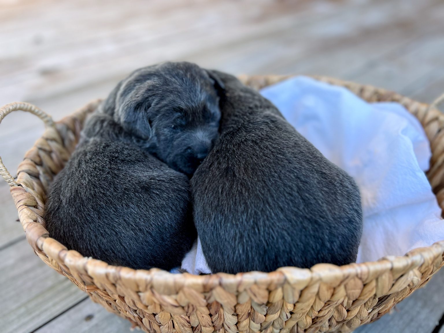 Charcoal Labrador Puppies for Sale | Silver and Charcoal Kennels