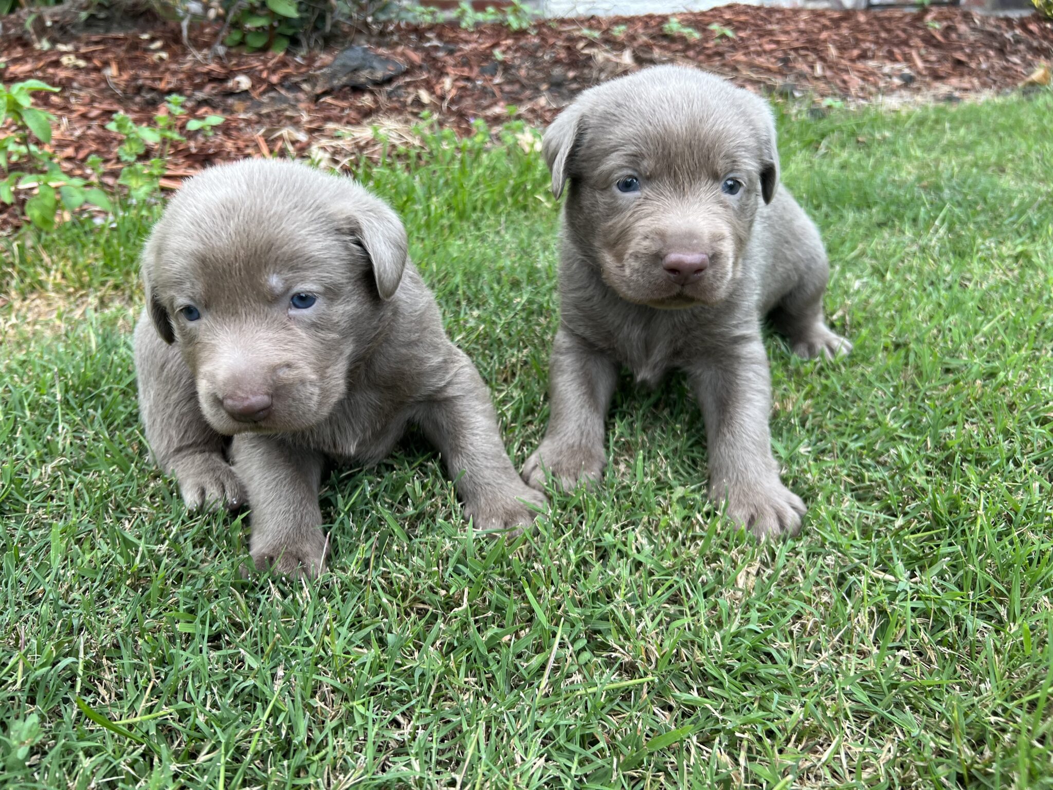 Silver Labrador Retriever Puppies for Sale | Silver and Charcoal Kennels