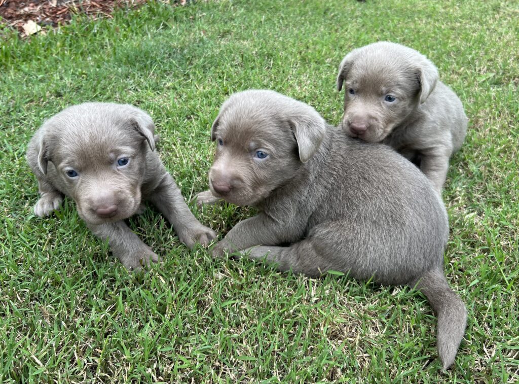 Silver Labrador Retriever Puppies for Sale | Silver and Charcoal Kennels