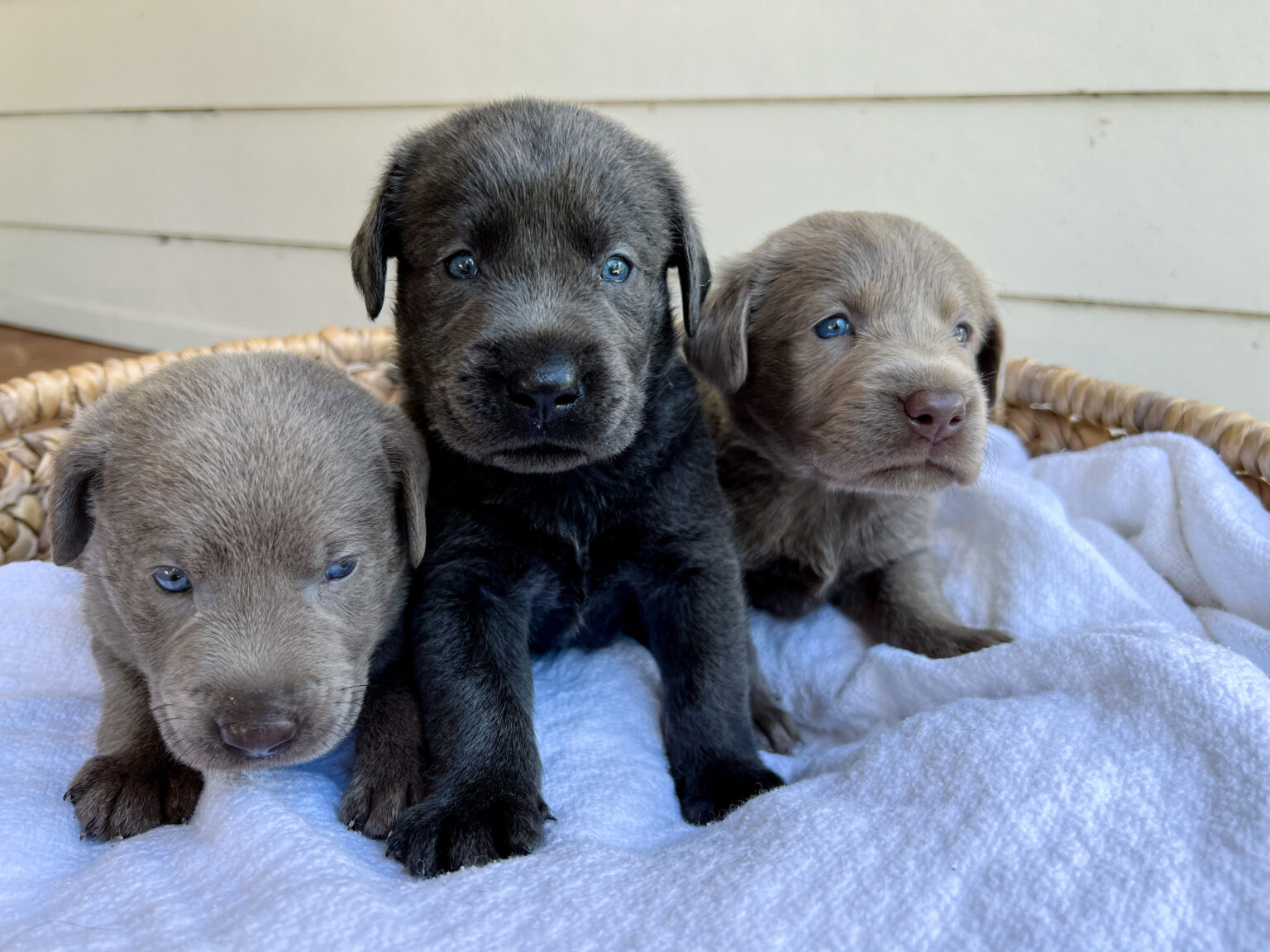 Charcoal Labrador Puppies for Sale | Silver and Charcoal Kennels