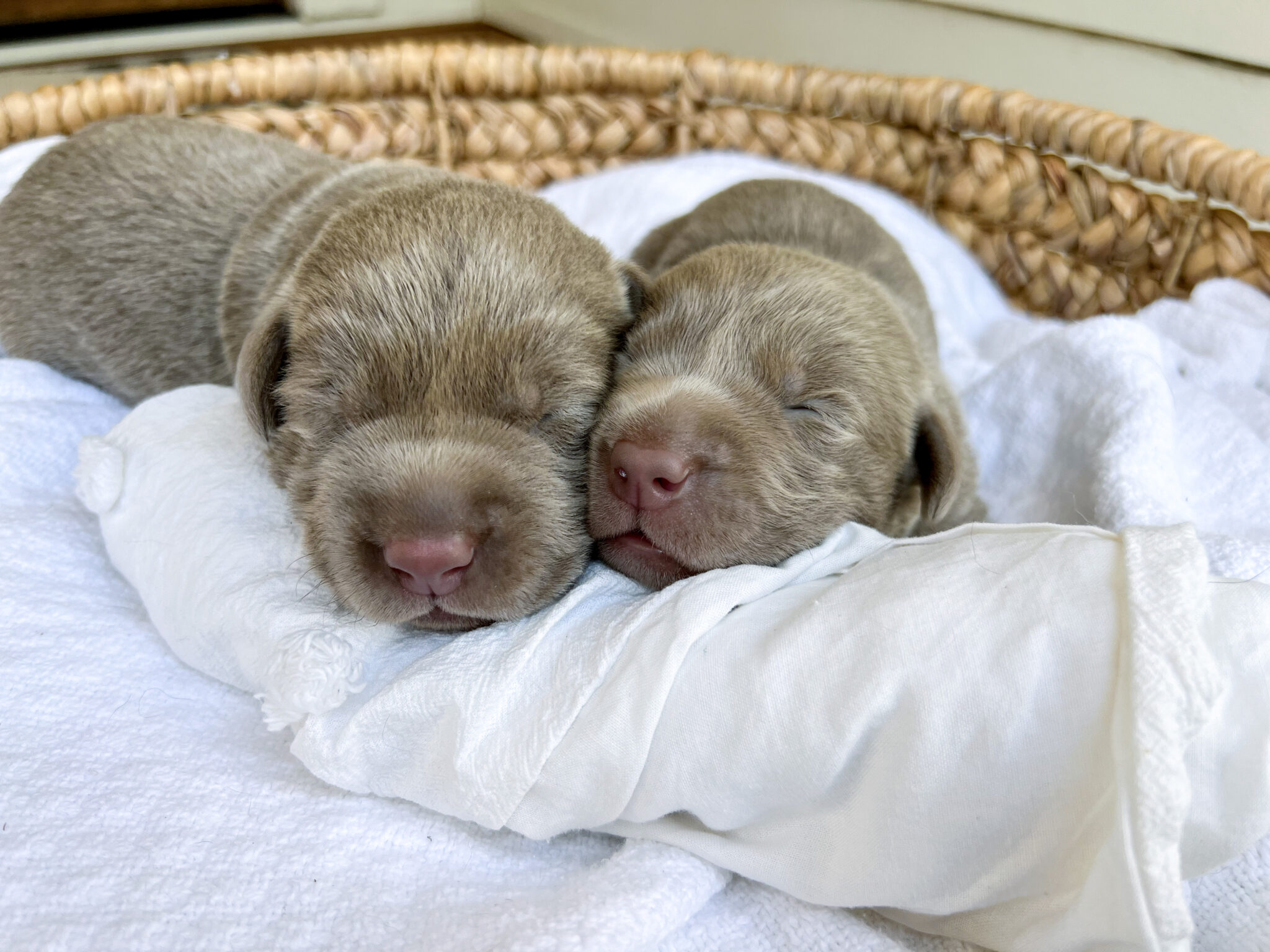 Silver Lab Retriever Puppies for Sale | Silver and Charcoal Kennels