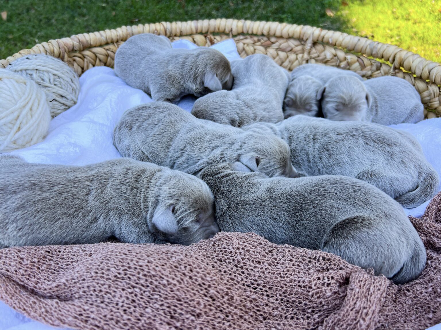 Silver Labrador Retriever Puppies for Sale | Silver and Charcoal Kennels