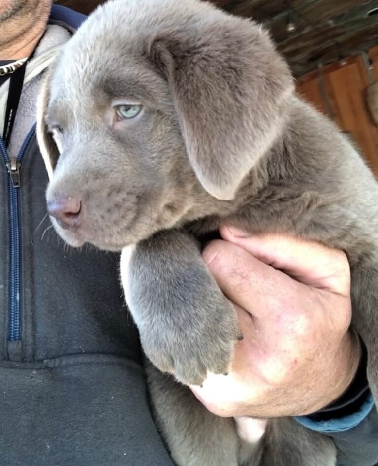 Champagne & Silver Lab Puppies Available For Sale
