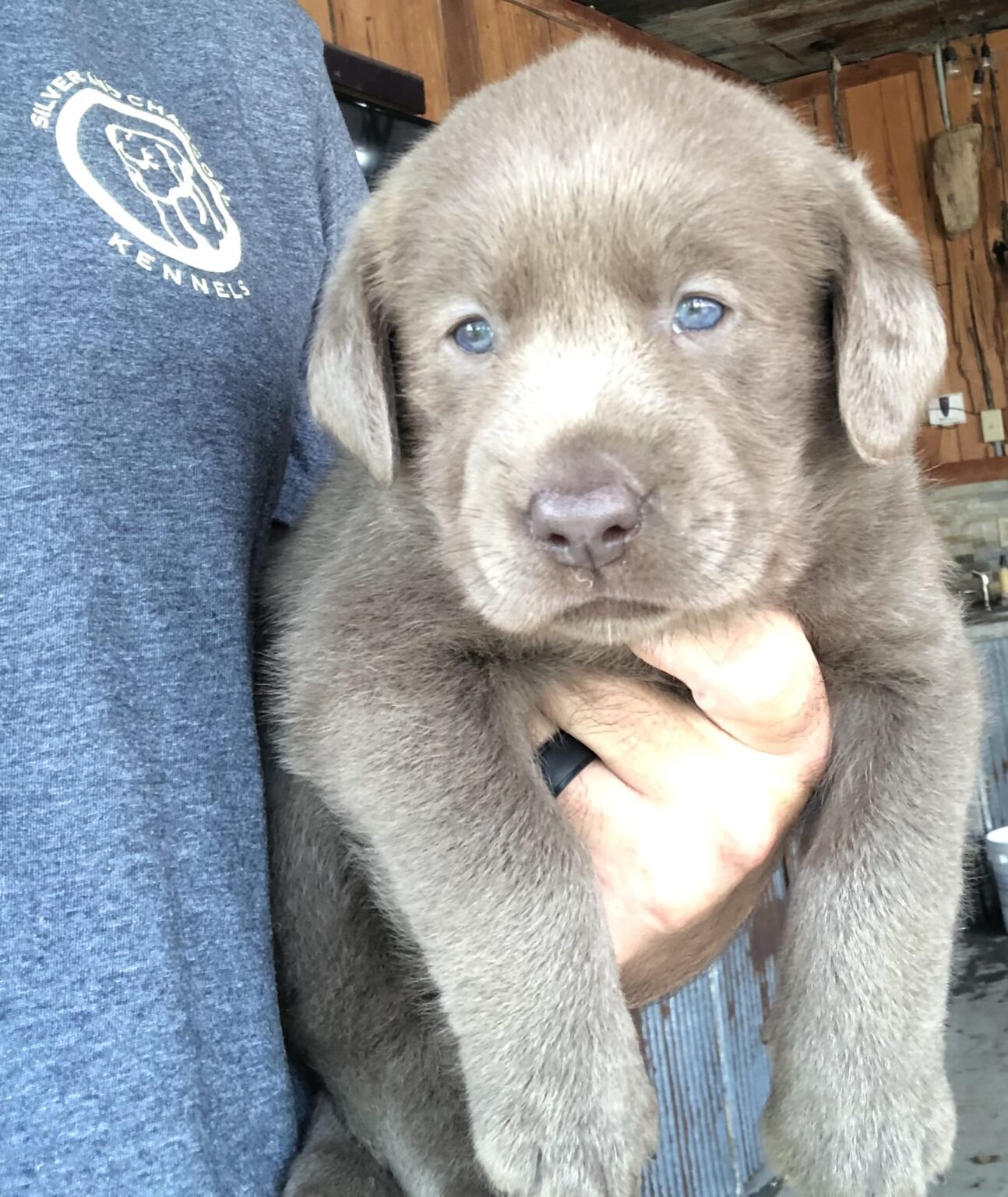 Silver Labrador Retriever Puppies for Sale | Silver and Charcoal Kennels