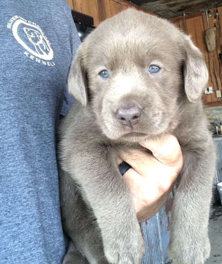 Silver Labrador Retriever Puppies for Sale | Silver and Charcoal Kennels