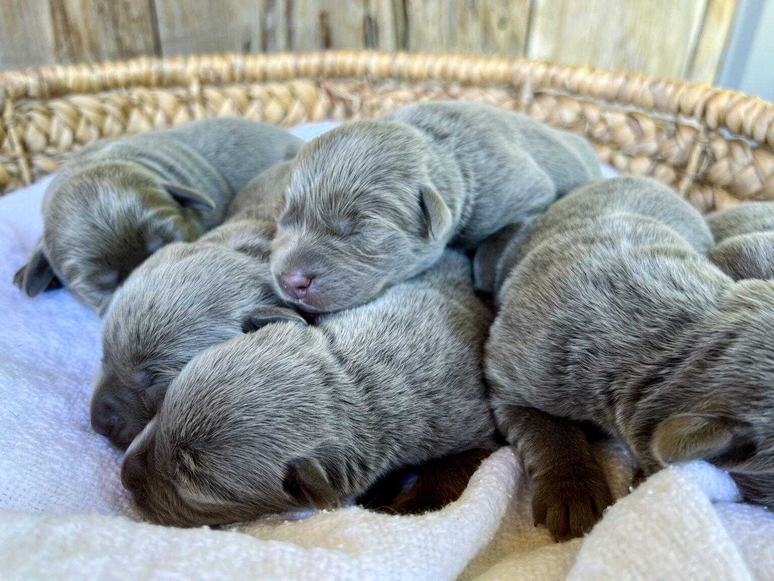 Silver Labrador Retriever Puppies for Sale | Silver and Charcoal Kennels